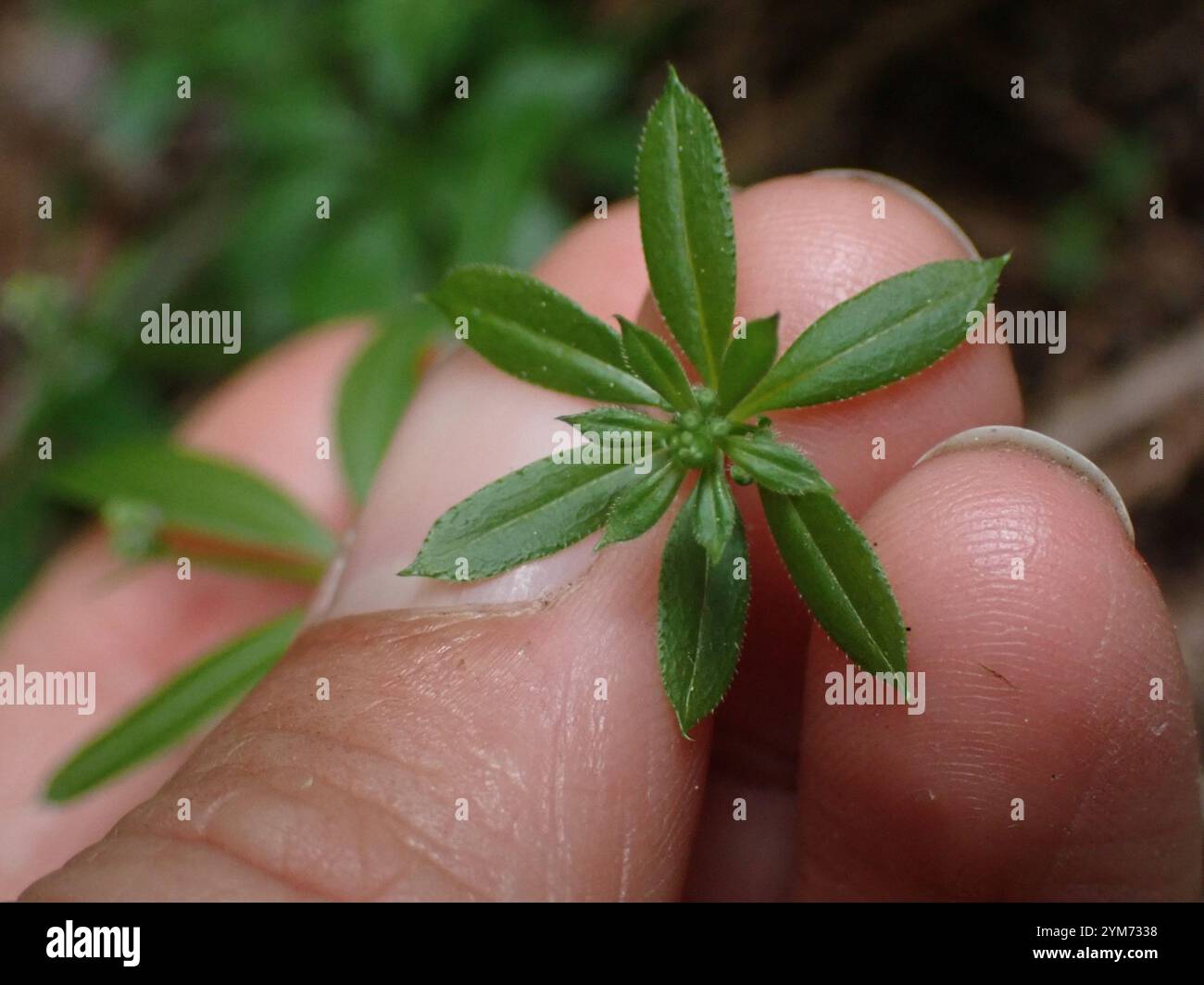 fragrant bedstraw (Galium triflorum Stock Photo - Alamy