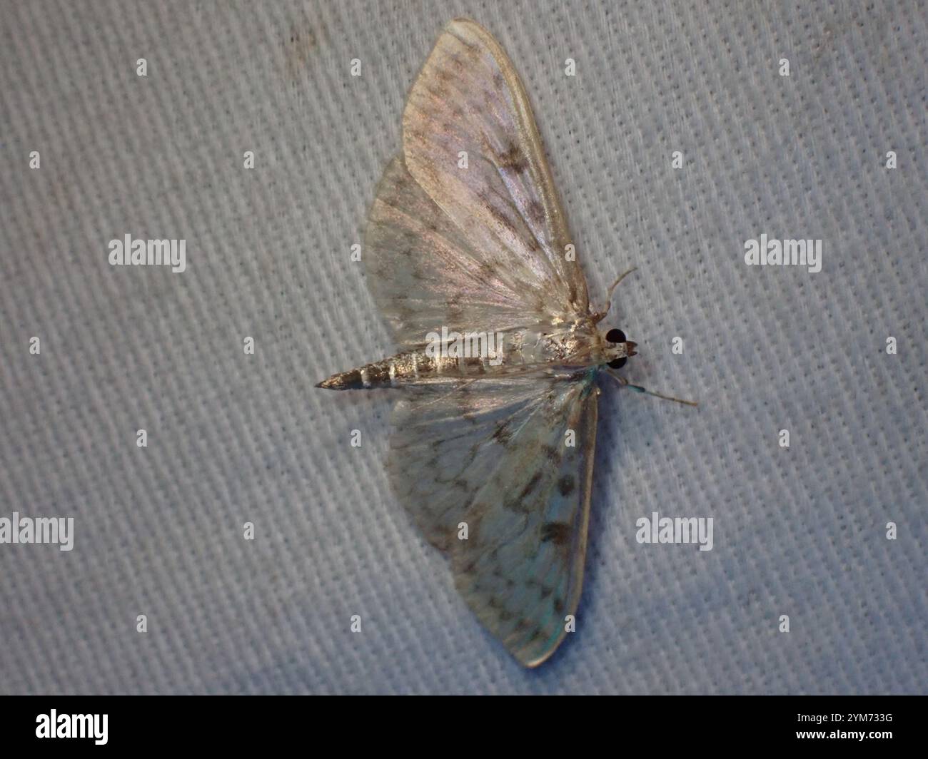 Herpetogramma hi-res stock photography and images - Alamy