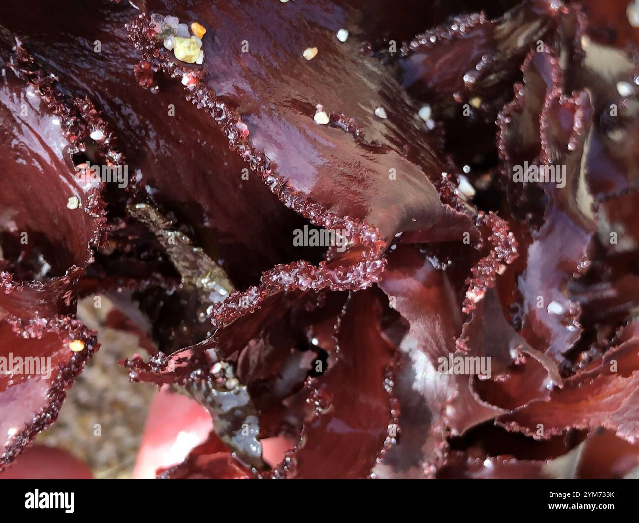Grape Tongue (Cryptopleura ruprechtiana Stock Photo - Alamy