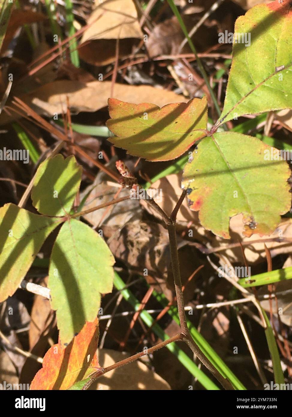 fragrant sumac (Rhus aromatica Stock Photo - Alamy