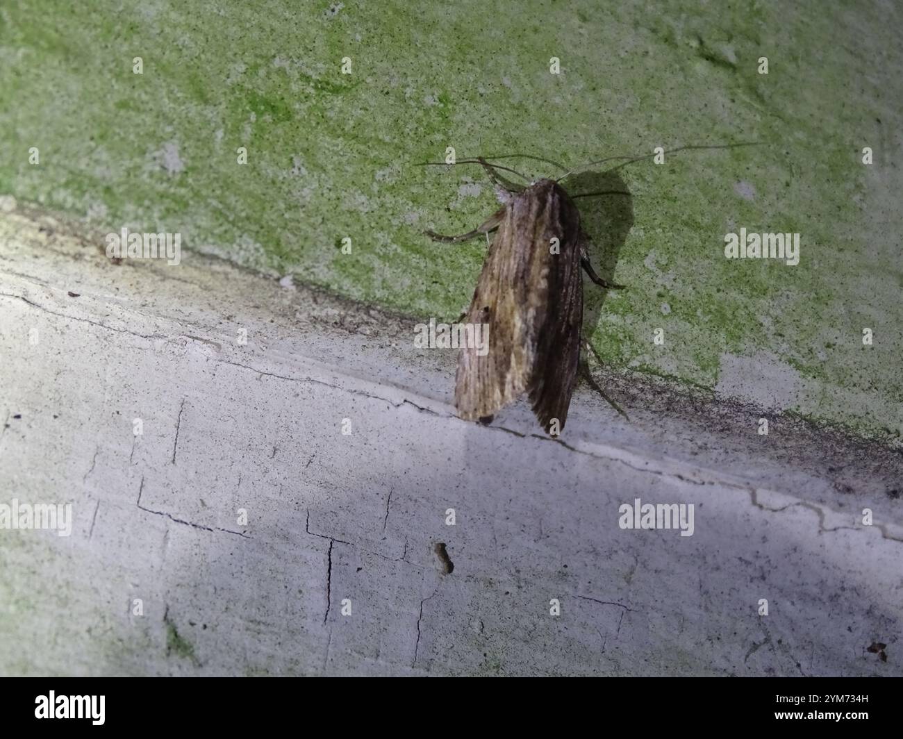 Southern armyworm moth hi-res stock photography and images - Alamy