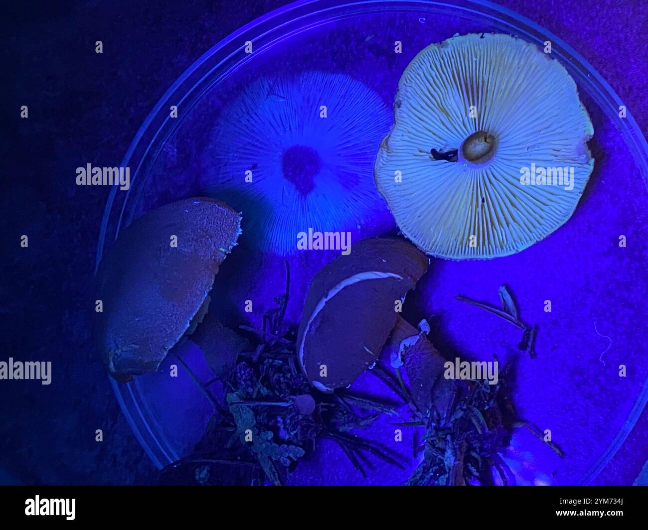 Earthy Powdercap (Cystoderma amianthinum Stock Photo - Alamy