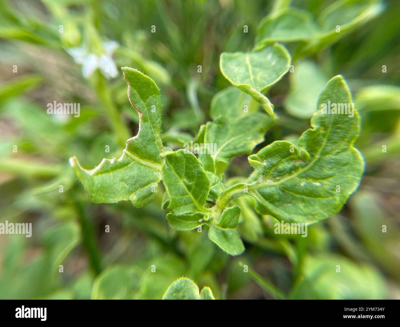 Green Nightshade (Solanum nitidibaccatum Stock Photo - Alamy