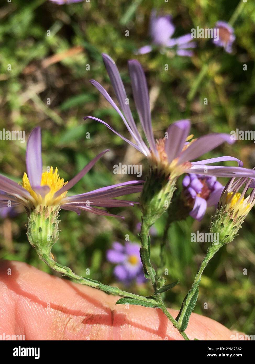 late purple aster (Symphyotrichum patens Stock Photo - Alamy