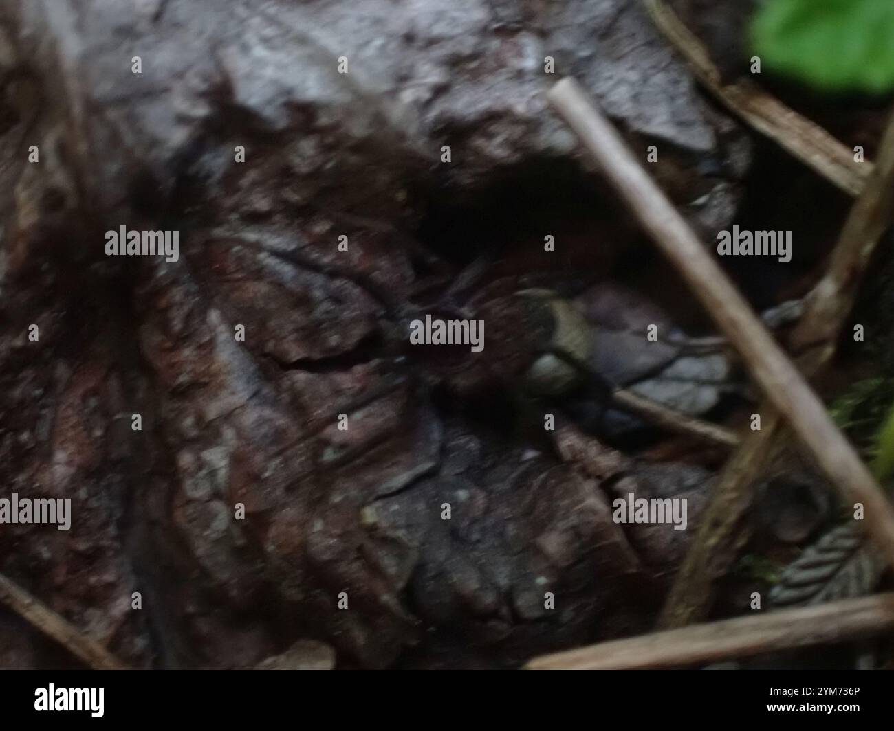 Thin-legged Wolf Spiders (Pardosa Stock Photo - Alamy