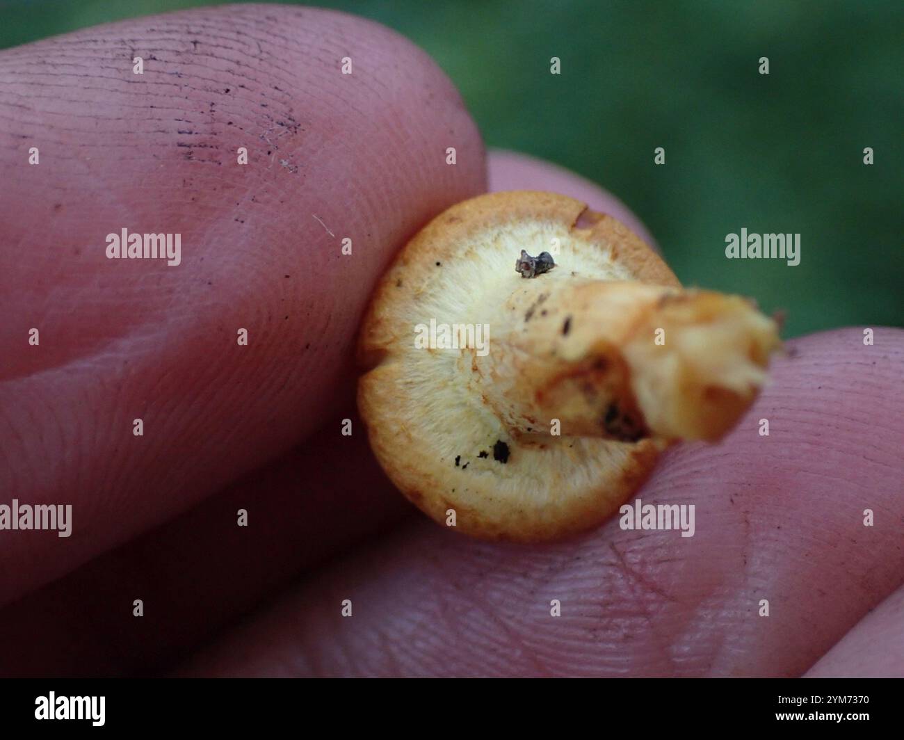 Basidiomycete Fungi (Basidiomycota Stock Photo - Alamy