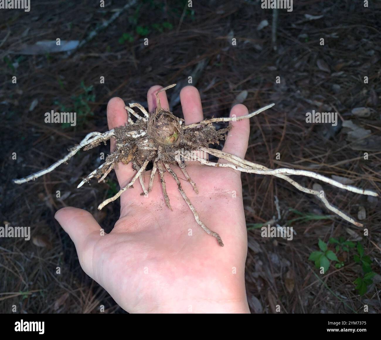 Chinese Crown Orchid (Eulophia graminea Stock Photo - Alamy