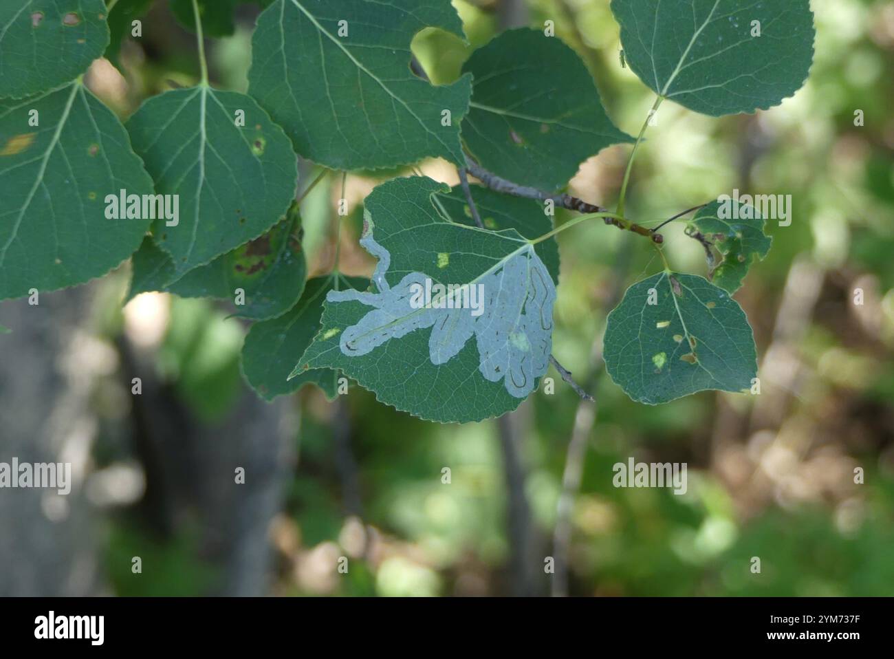 Aspen Serpentine Leafminer Moth (Phyllocnistis populiella Stock Photo ...