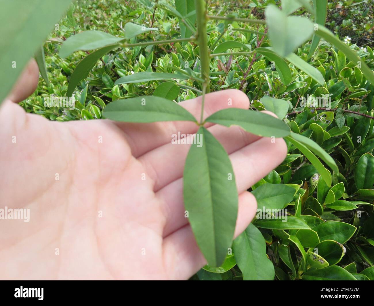 lanceleaf rattlebox (Crotalaria lanceolata Stock Photo - Alamy