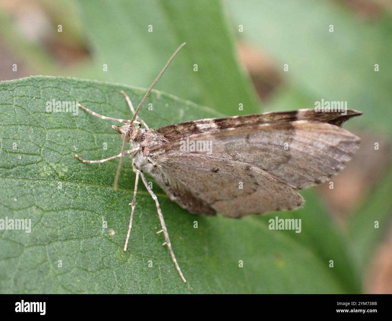 Geometer Moths (Geometridae Stock Photo - Alamy