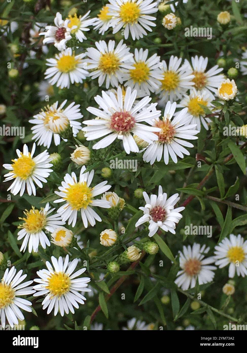 Frost Aster (Symphyotrichum pilosum pilosum Stock Photo - Alamy
