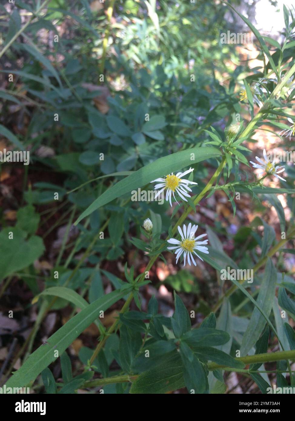 common panicled aster (Symphyotrichum lanceolatum lanceolatum Stock ...