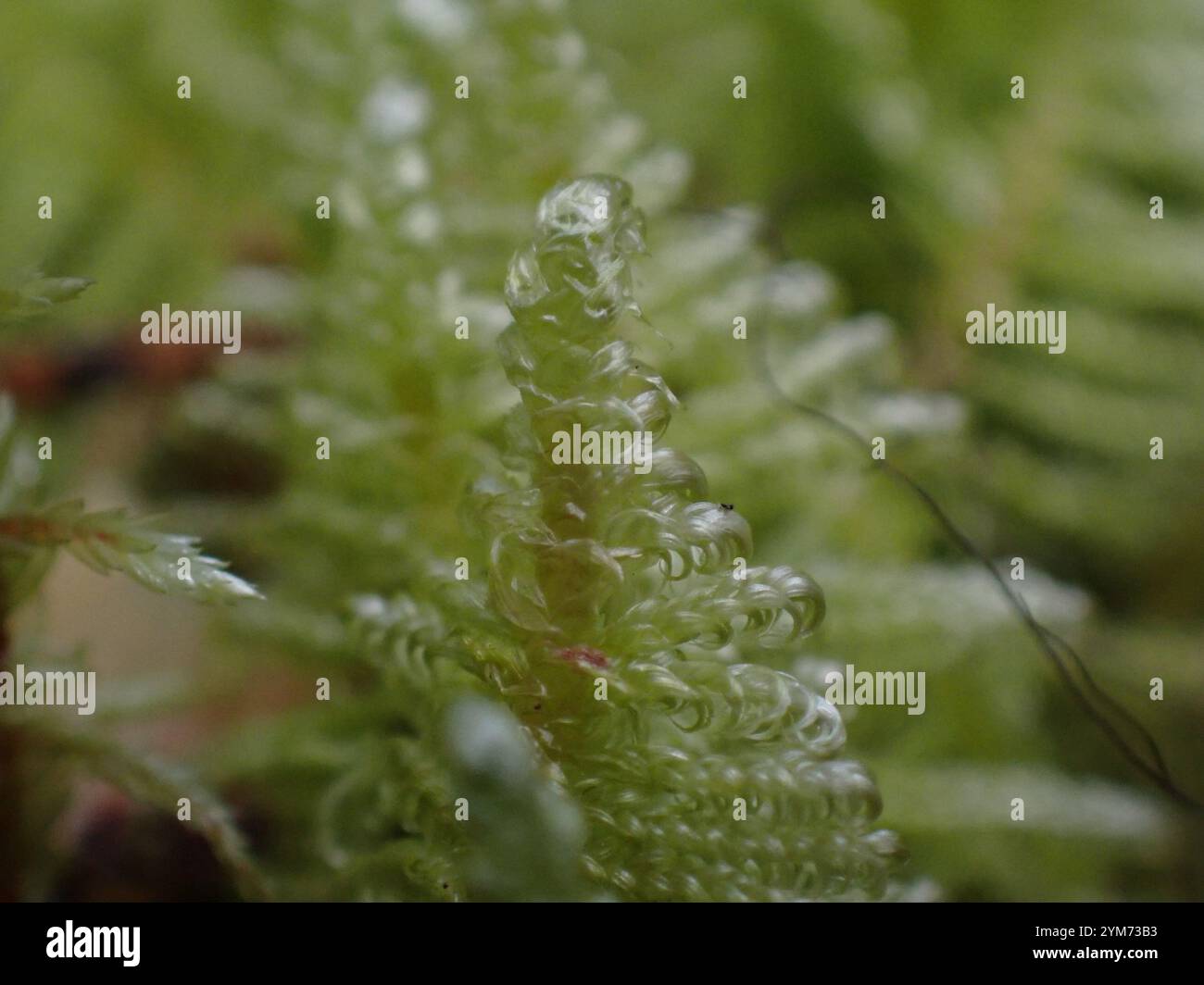 Ostrich-plume Moss (Ptilium crista-castrensis Stock Photo - Alamy