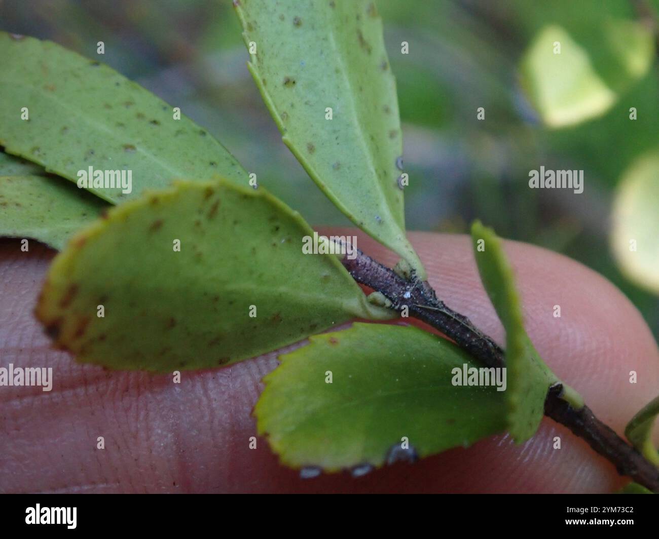 Oregon Boxwood (Paxistima myrsinites Stock Photo - Alamy