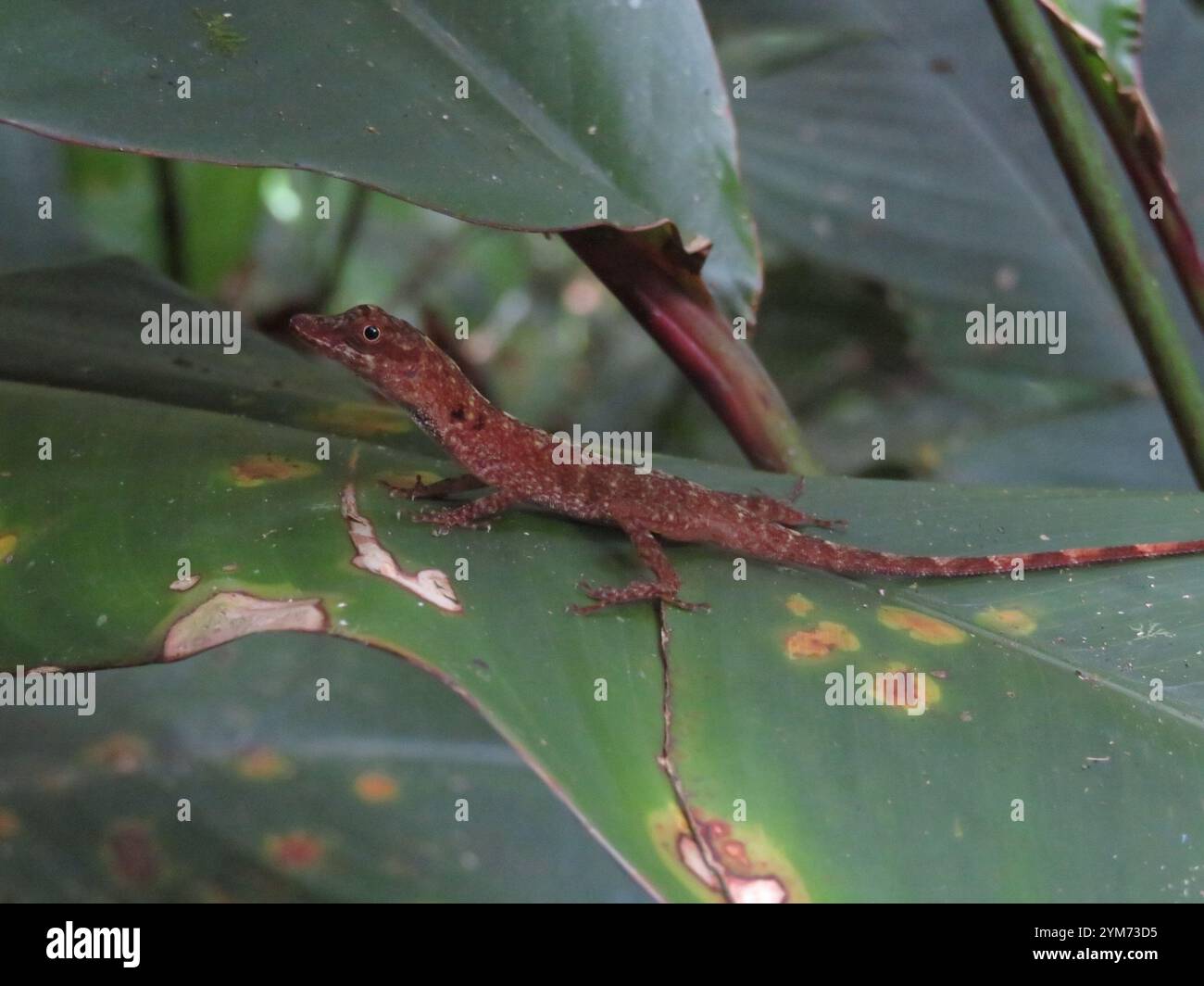 Brown-eared Anole (Anolis fuscoauratus Stock Photo - Alamy