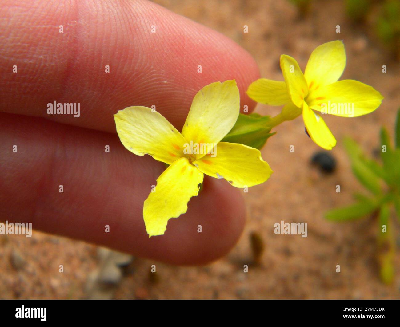 Common Yellowwort (Sebaea exacoides Stock Photo - Alamy