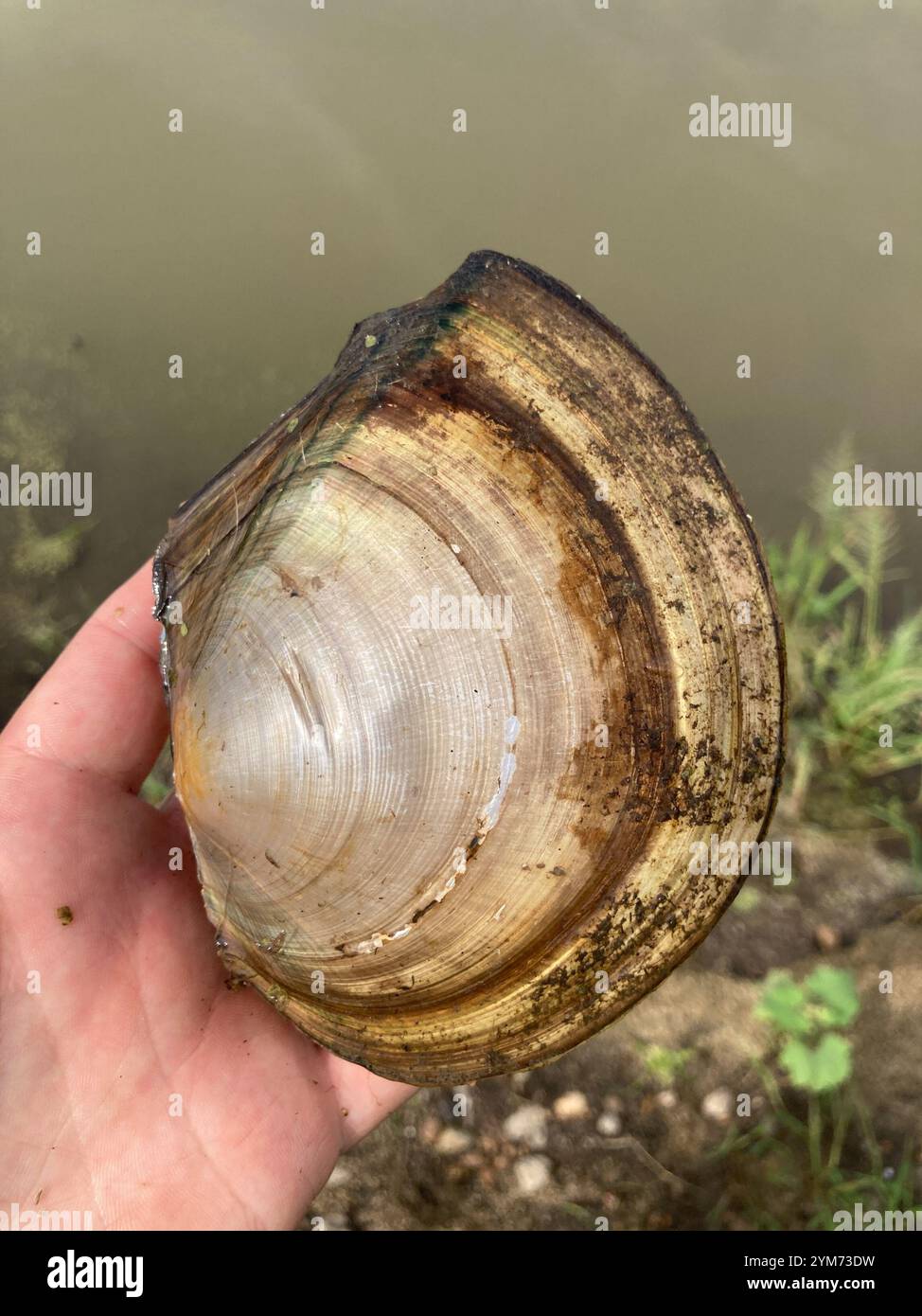 flat floater (Utterbackiana suborbiculata Stock Photo - Alamy