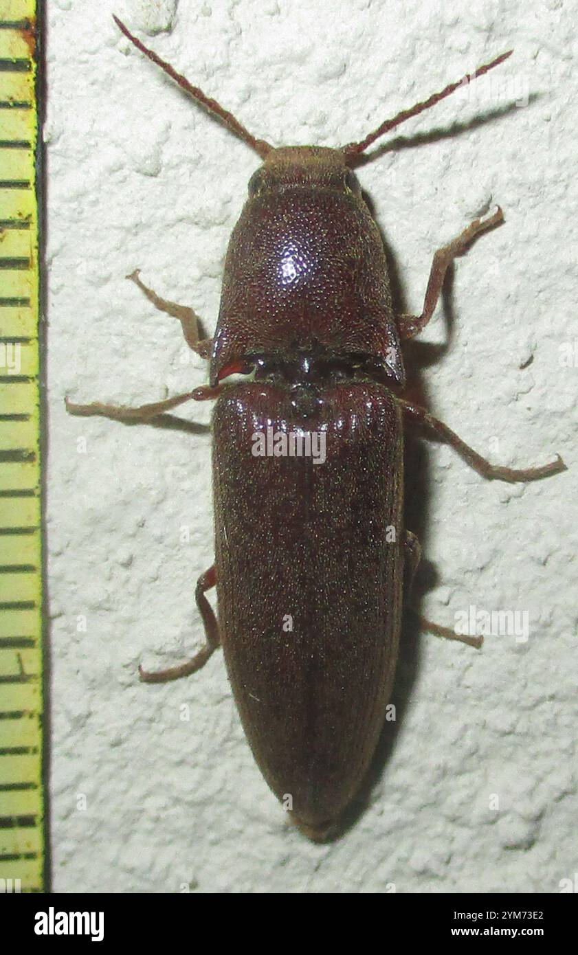 Click Beetles (Elateridae Stock Photo - Alamy