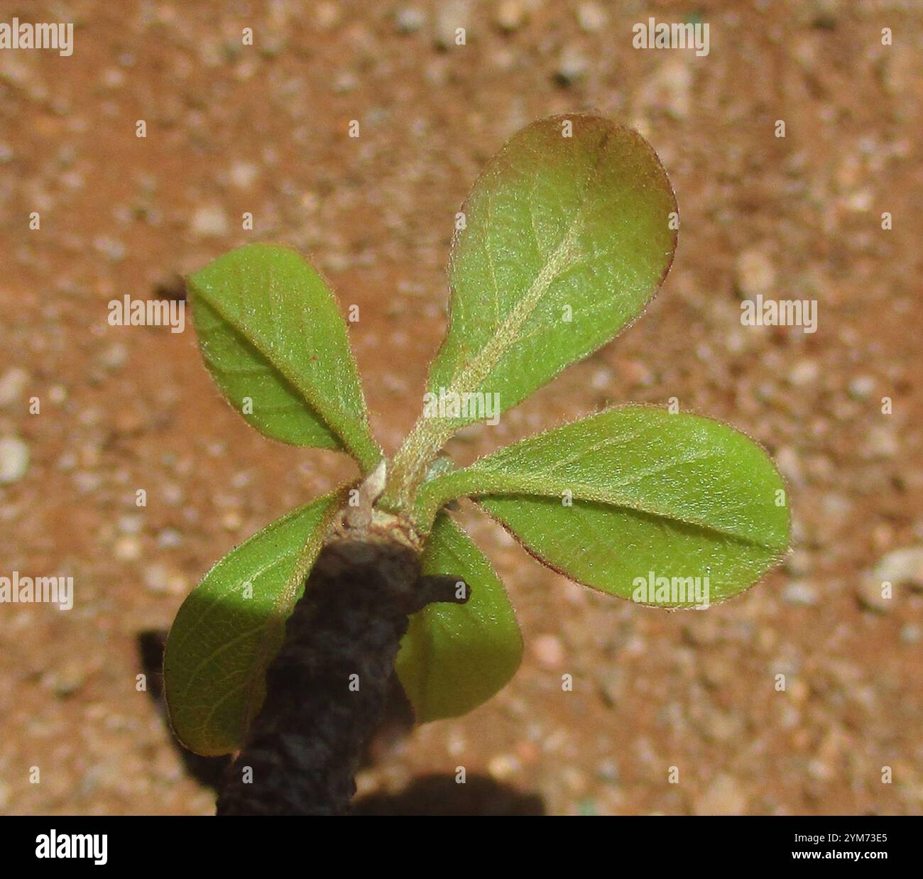 Purplepod clusterleaf (Terminalia prunioides Stock Photo - Alamy