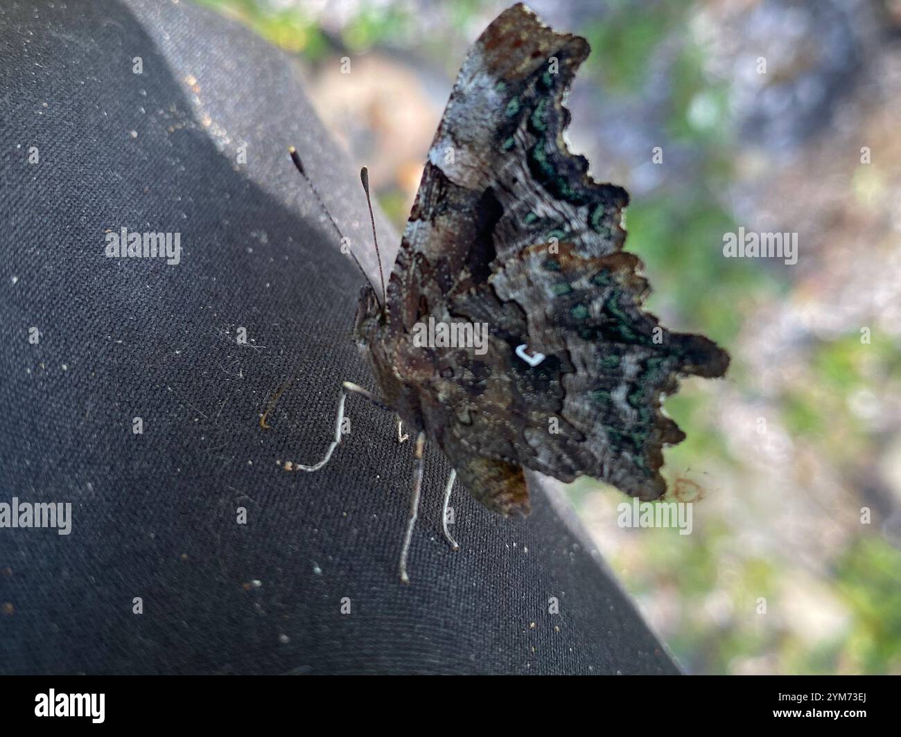 Green Comma (Polygonia faunus Stock Photo - Alamy
