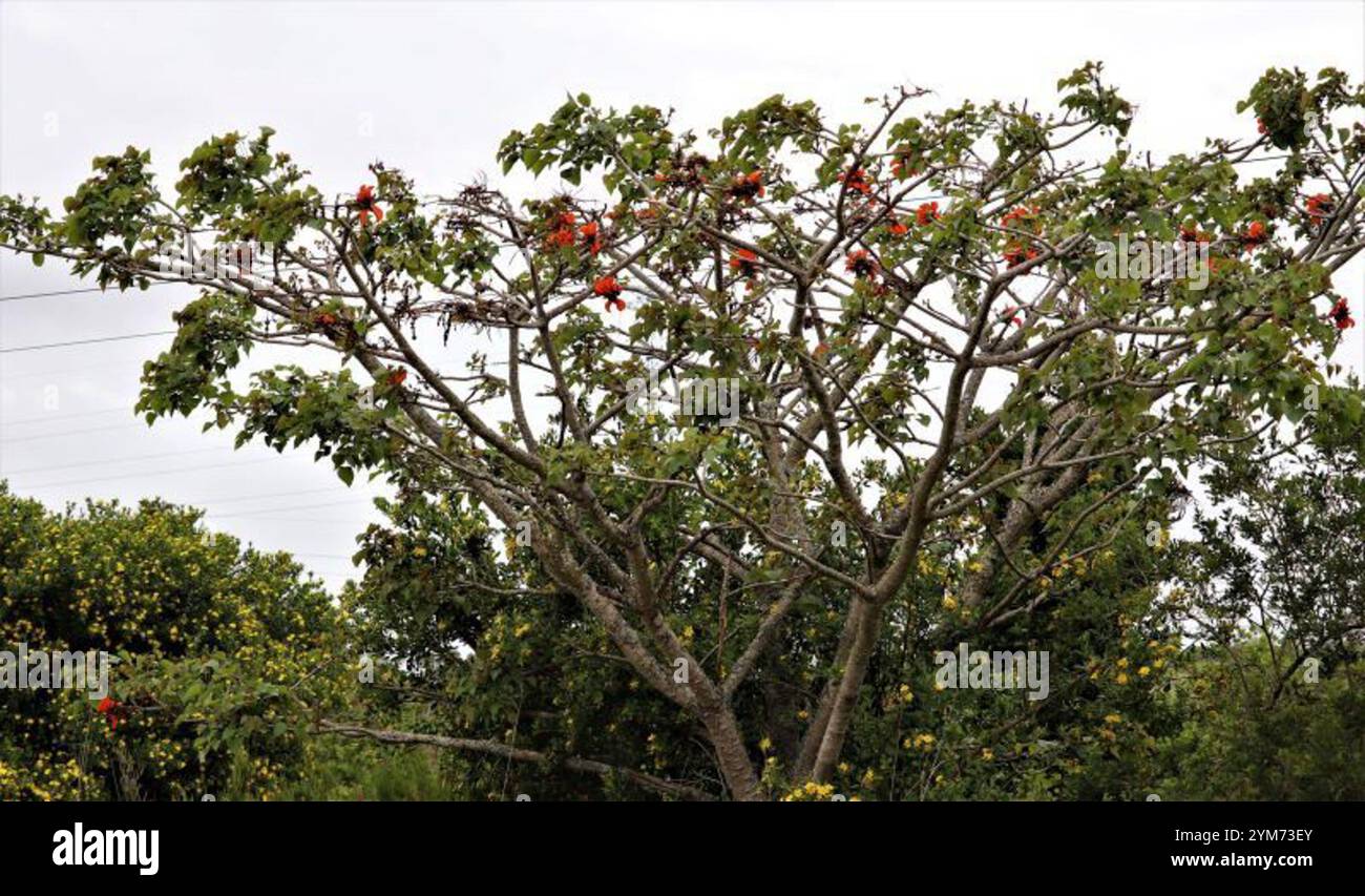South African Coral Tree (Erythrina caffra Stock Photo - Alamy
