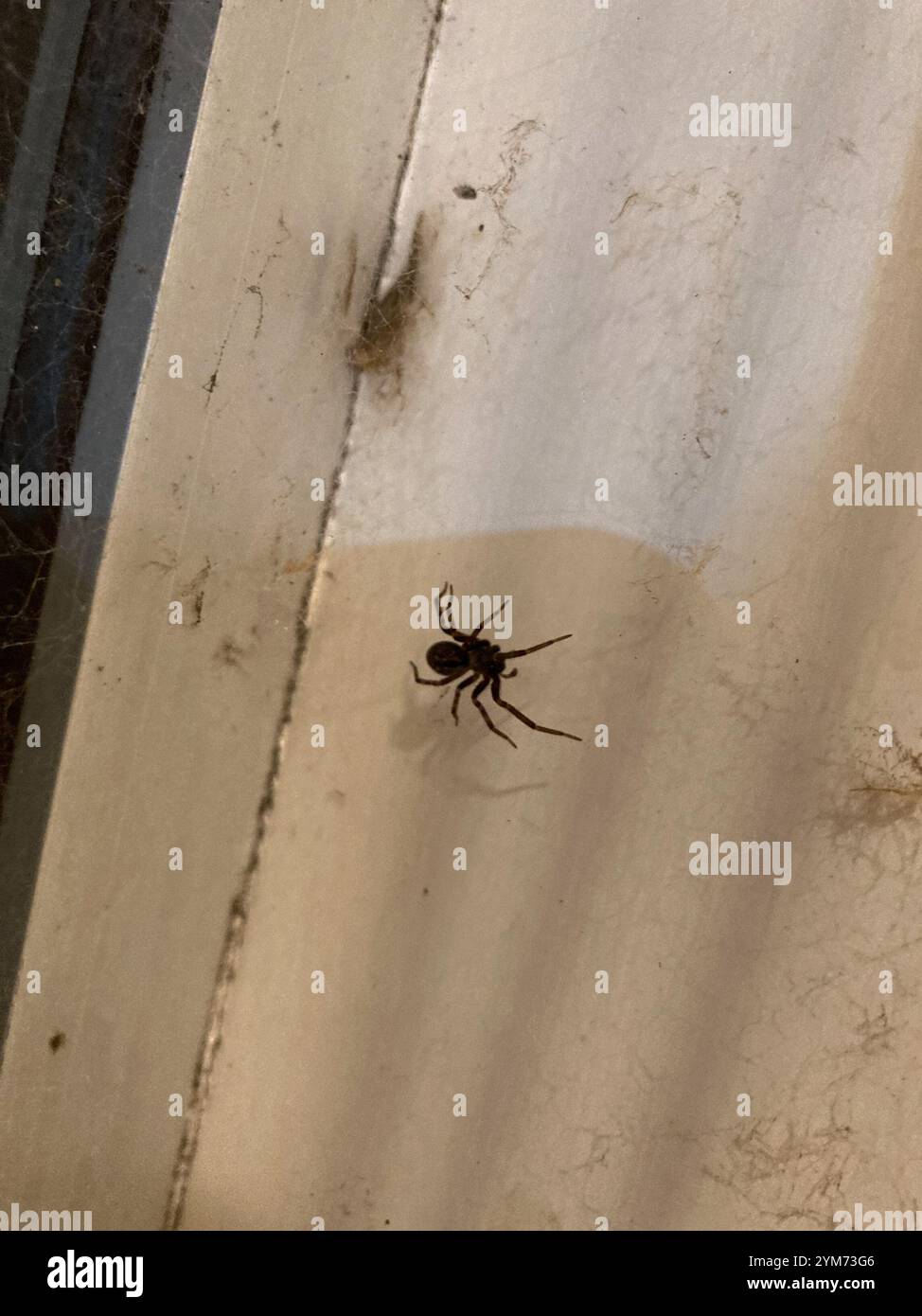 Grey House Spider (Badumna longinqua Stock Photo - Alamy