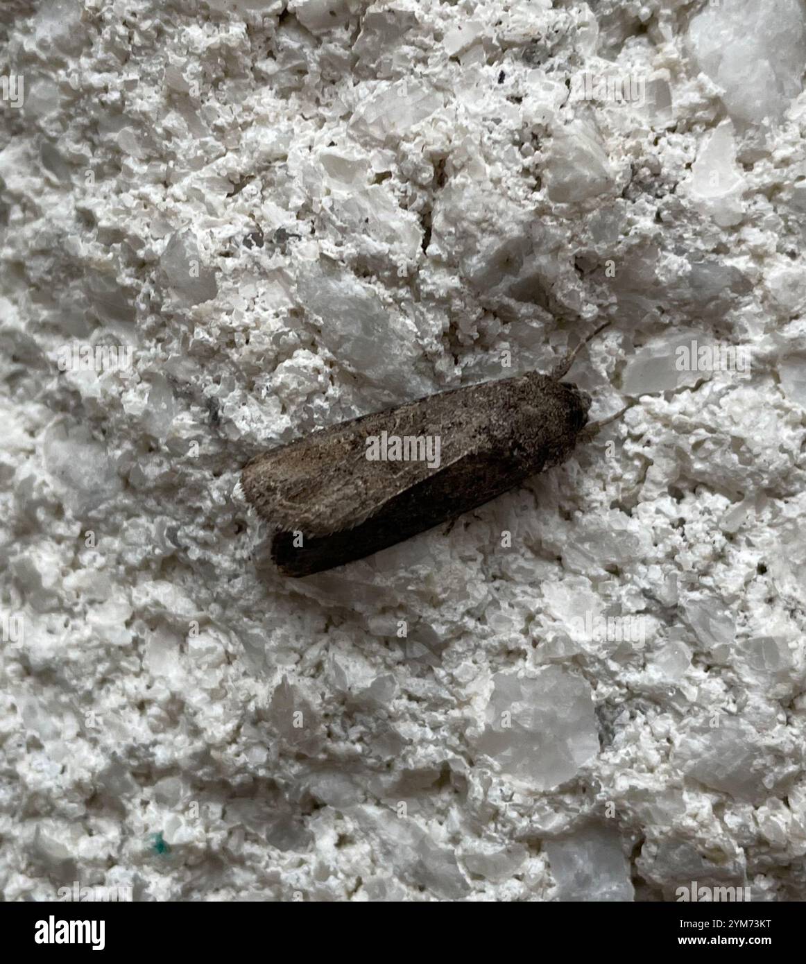 Fall Armyworm Moth (Spodoptera frugiperda Stock Photo - Alamy