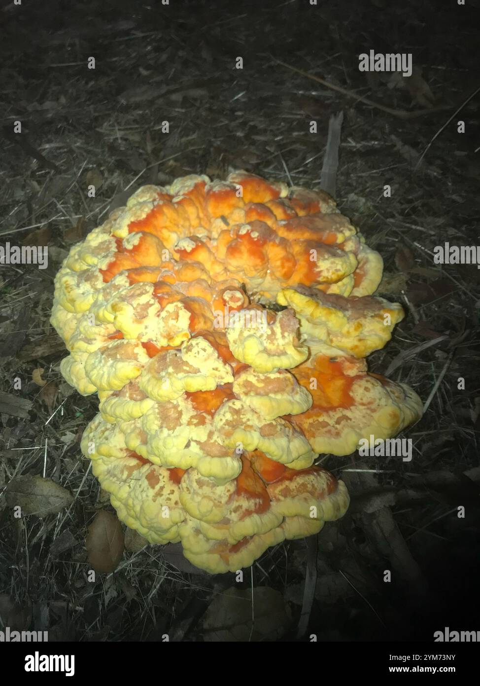 Western Hardwood Sulphur Shelf (Laetiporus gilbertsonii Stock Photo - Alamy