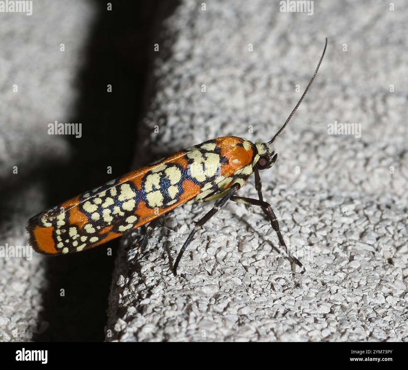 Ailanthus Webworm Moth (Atteva aurea Stock Photo - Alamy
