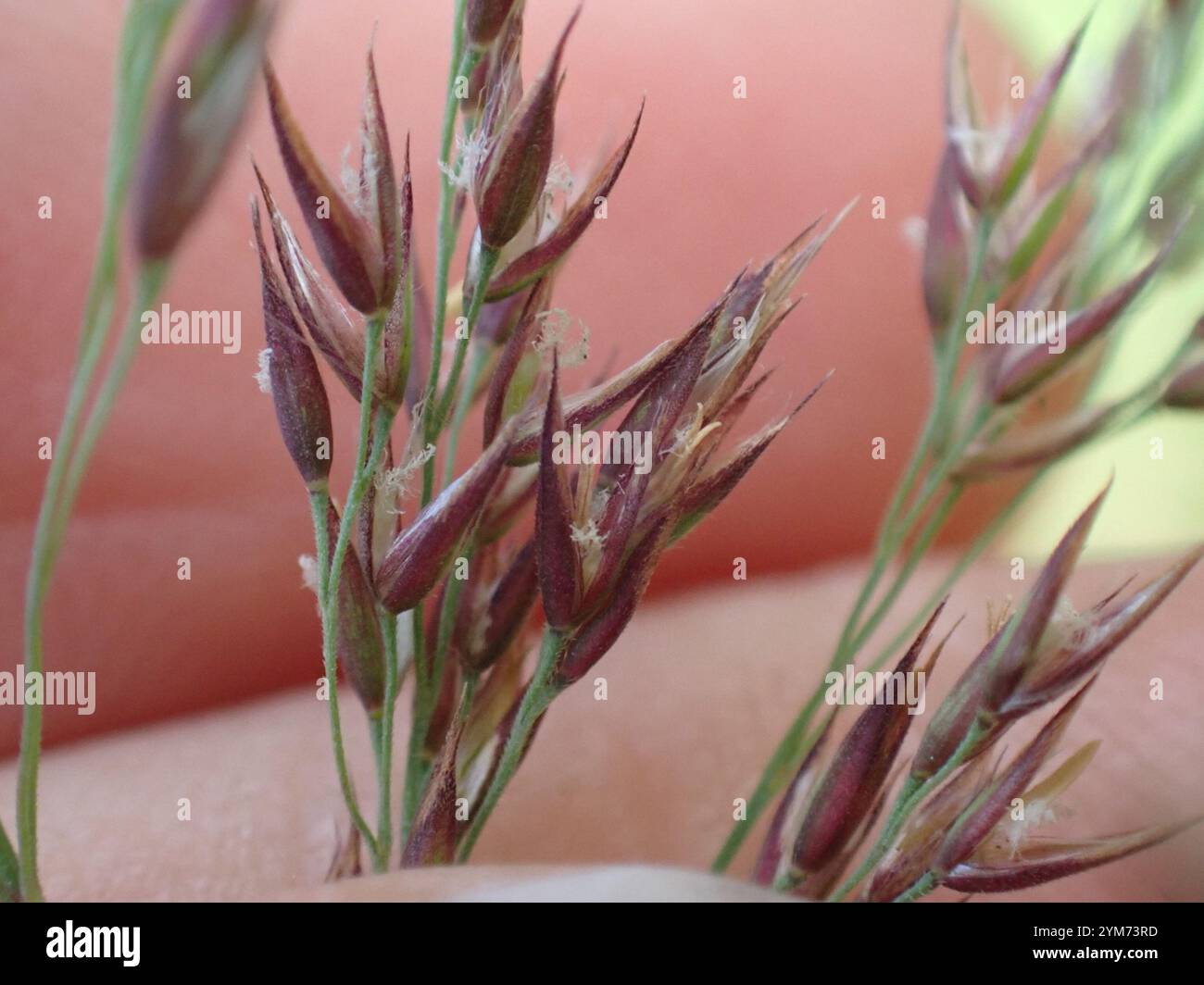 Bluejoint calamagrostis canadensis hi-res stock photography and images ...