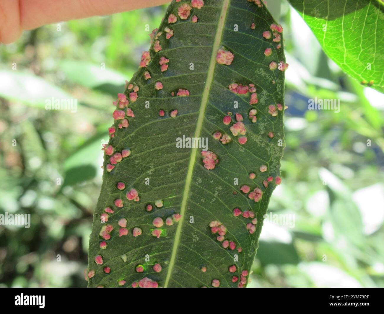 Aculus hi-res stock photography and images - Alamy