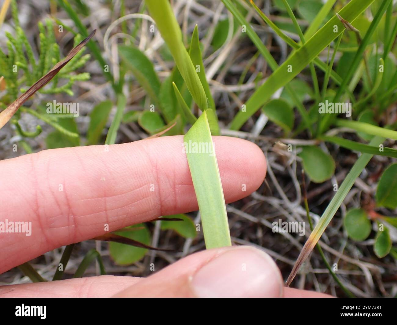 Sticky False Asphodel (Triantha glutinosa Stock Photo - Alamy