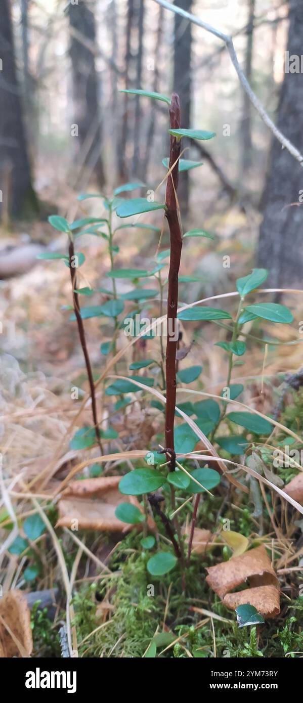 Huckleberry Broom Rust Fungus (Calyptospora columnaris Stock Photo - Alamy