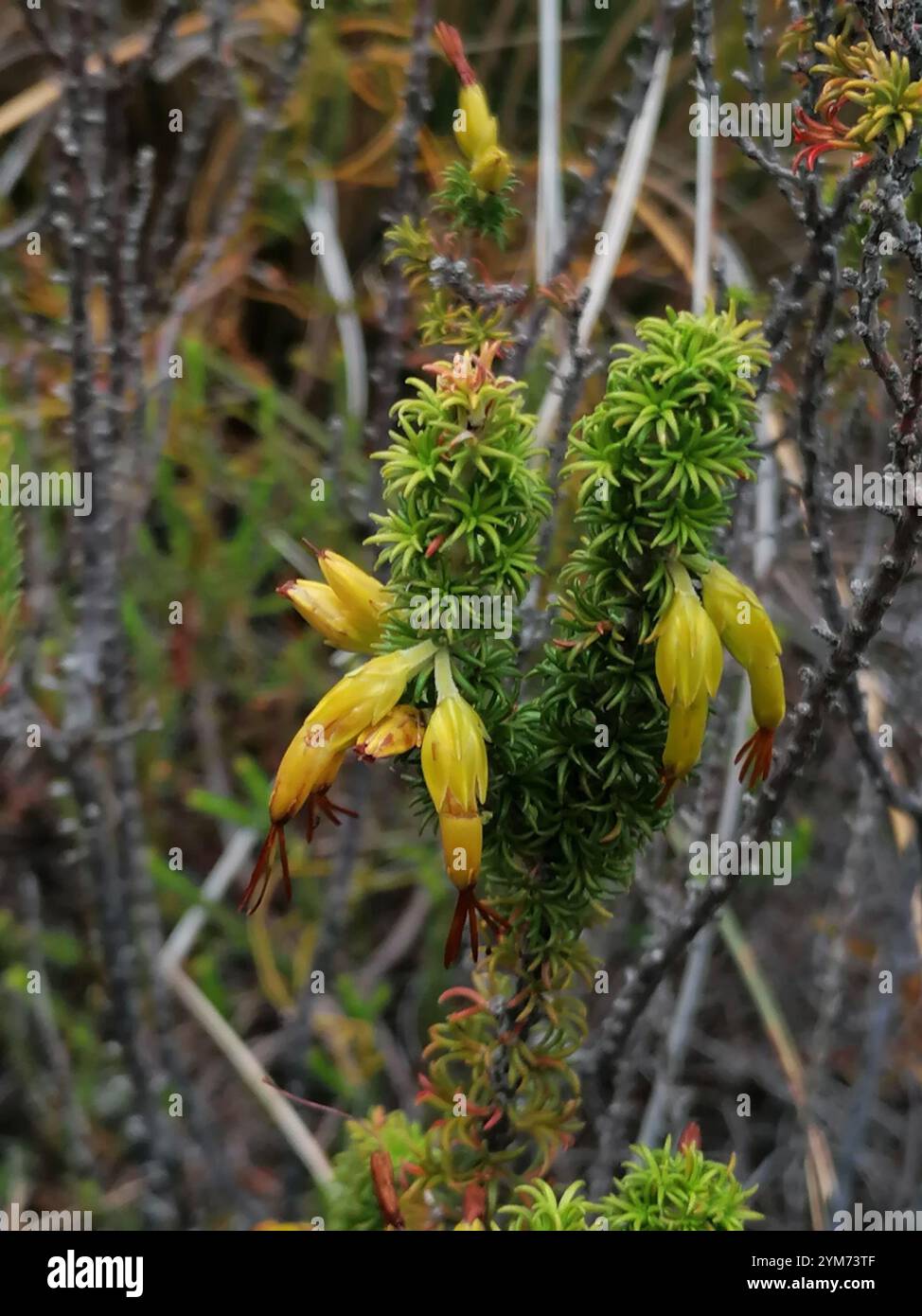 Red Hanging Heath (Erica coccinea coccinea Stock Photo - Alamy