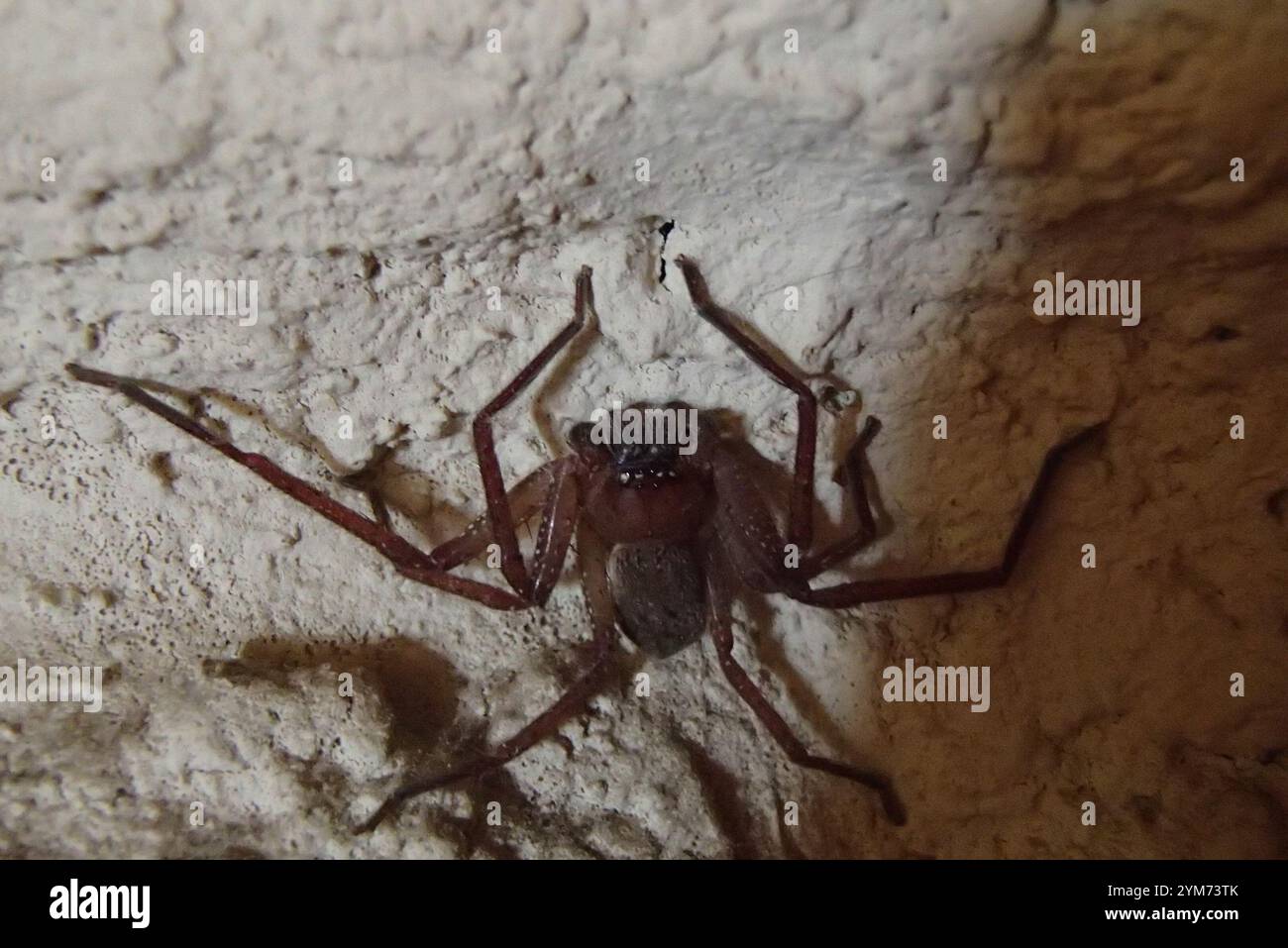 Badge Huntsman Spider (Neosparassus diana Stock Photo - Alamy