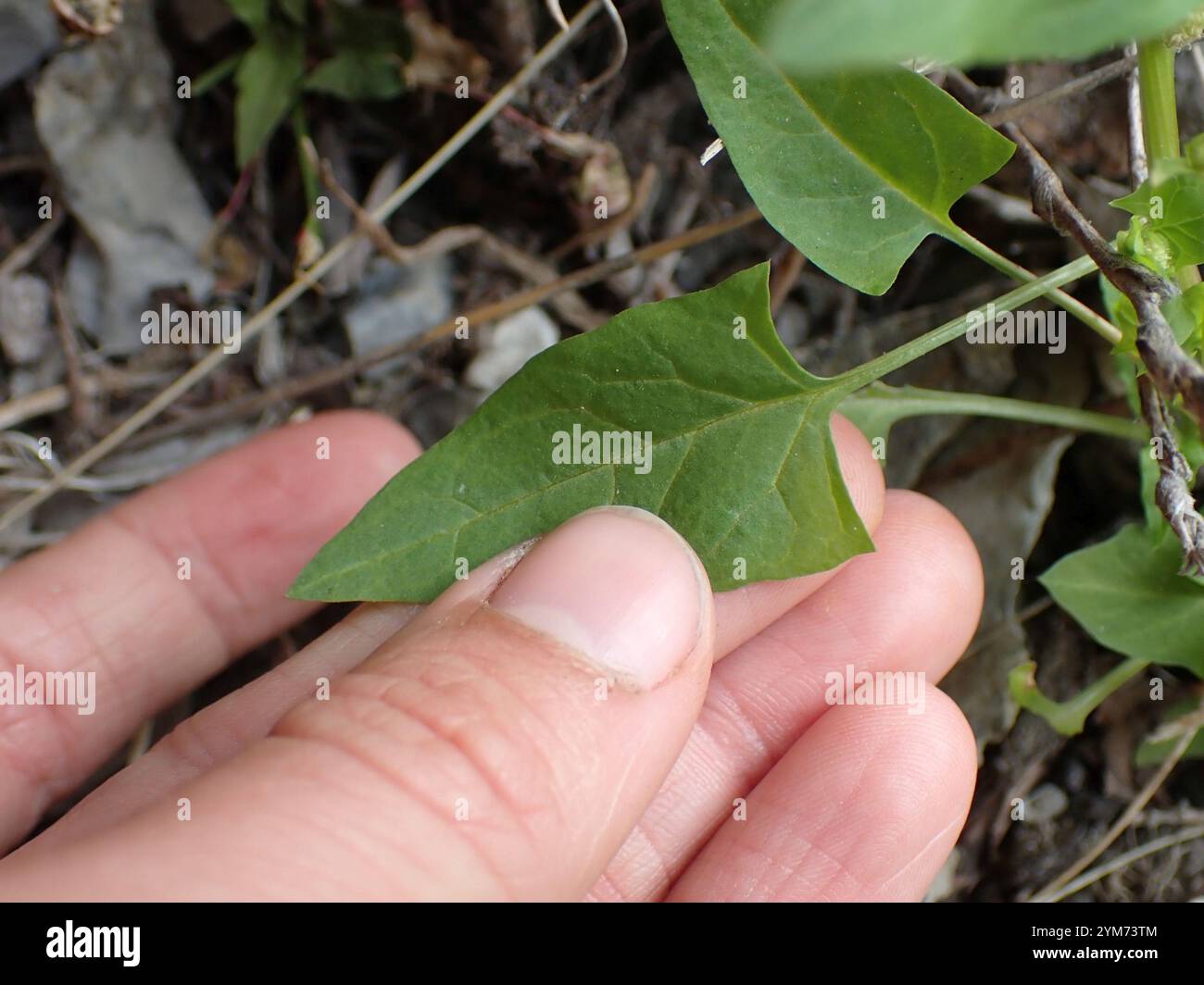 Subfamily chenopodioideae hi-res stock photography and images - Alamy