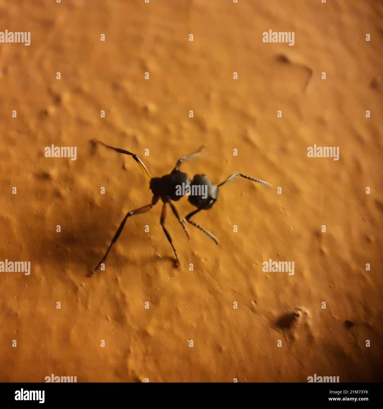 Southern Broad-nosed Spiny Ant (Polyrhachis femorata Stock Photo - Alamy