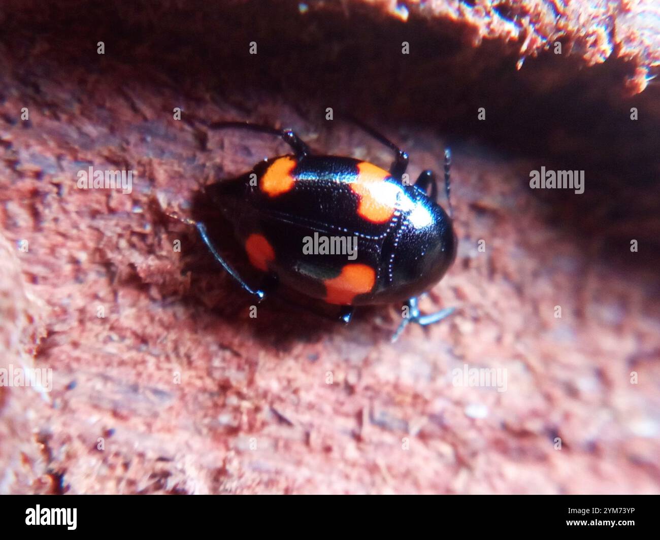 Orange-spotted Scaphidium (Scaphidium quadrimaculatum Stock Photo - Alamy