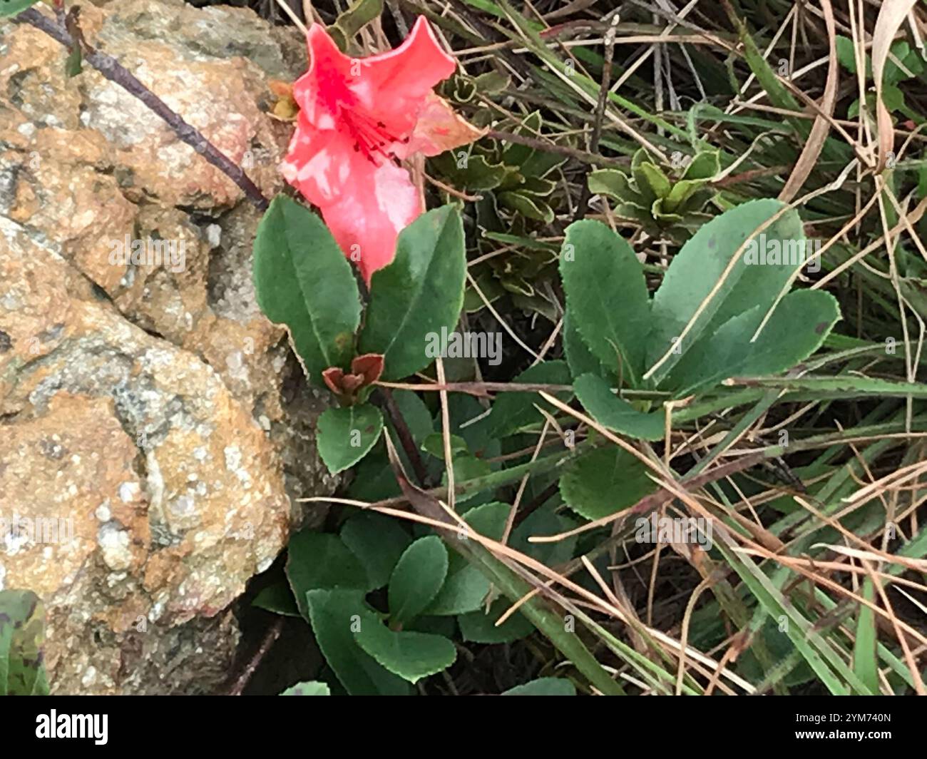 Red Azalea (Rhododendron simsii Stock Photo - Alamy