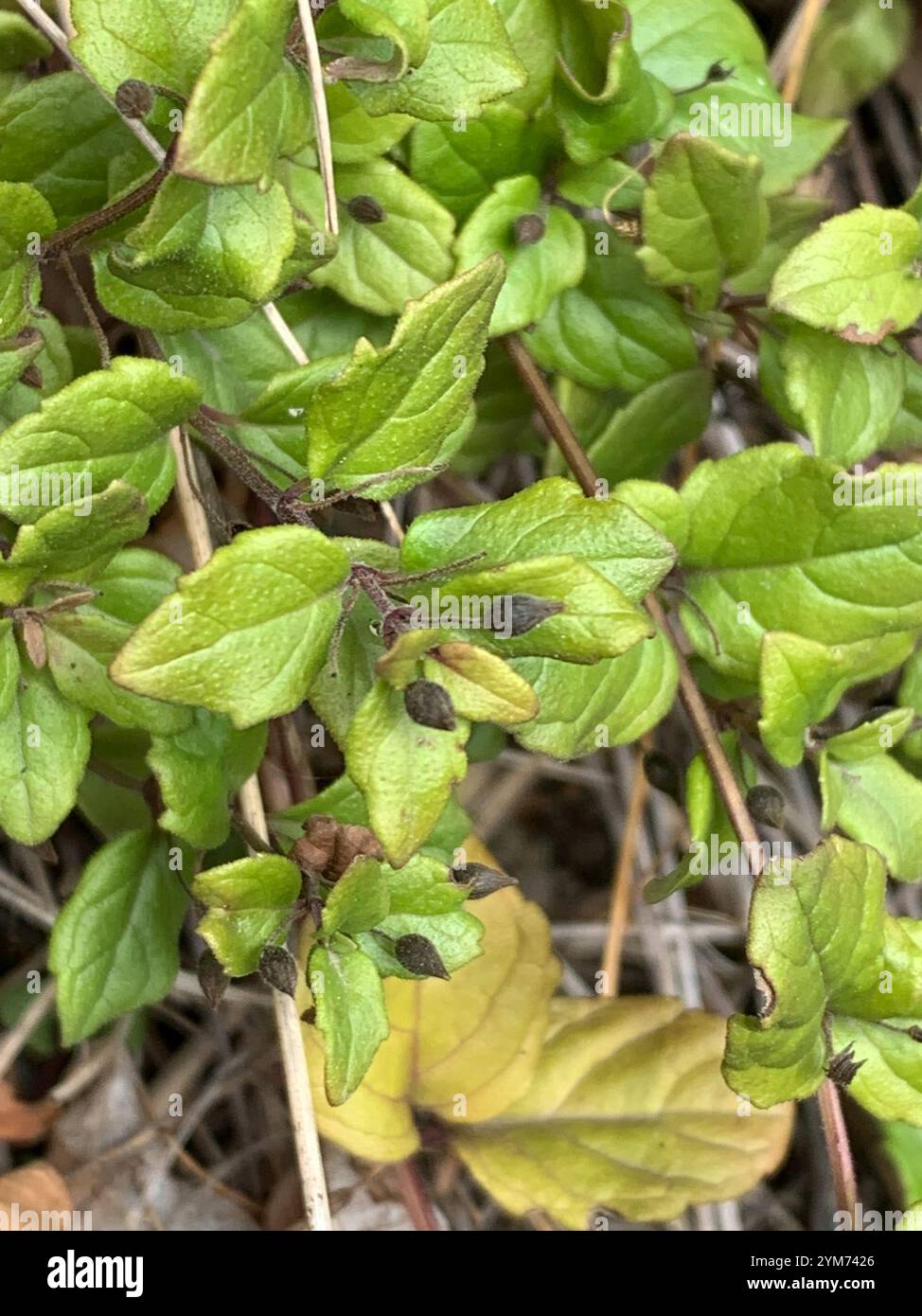 yerba buena (Clinopodium douglasii Stock Photo - Alamy