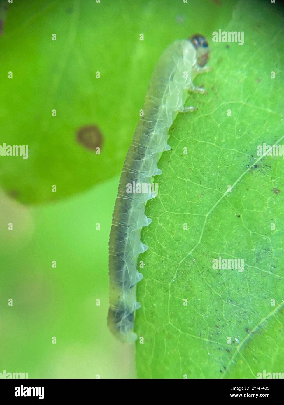 Typical Sawflies (Tenthredinoidea Stock Photo - Alamy