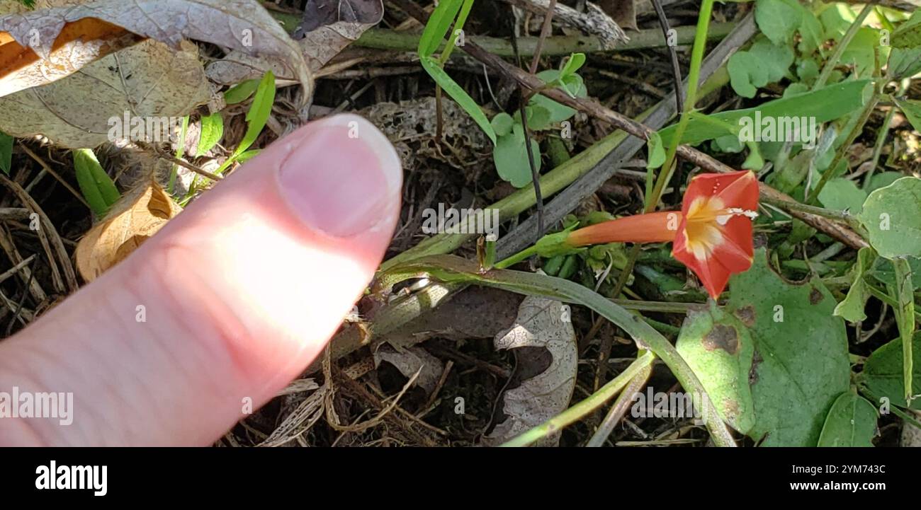 red morning glory (Ipomoea coccinea Stock Photo - Alamy