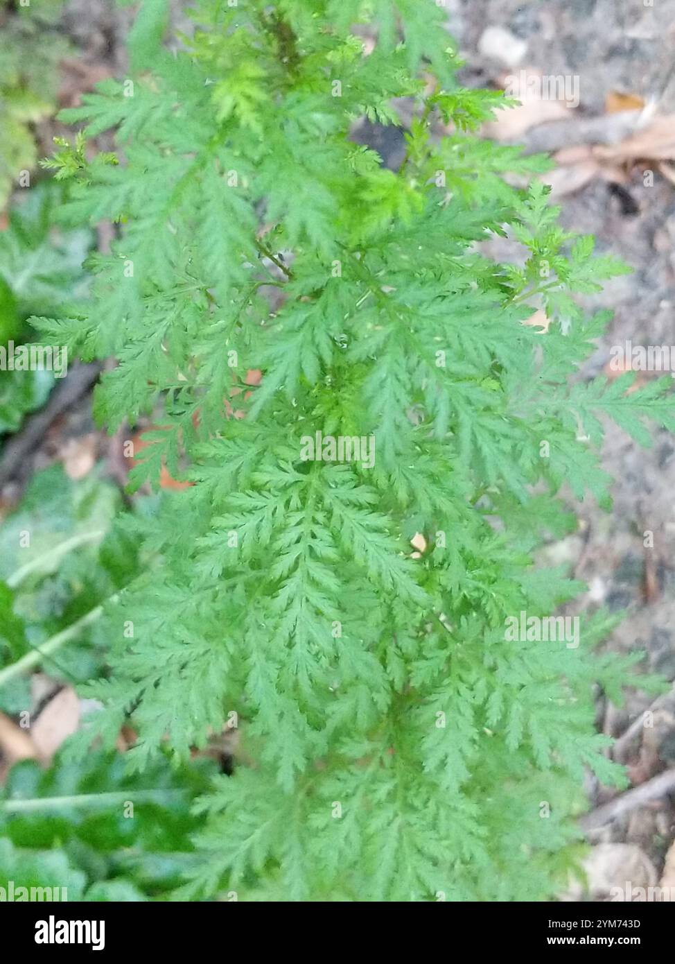 sweet annie (Artemisia annua Stock Photo - Alamy