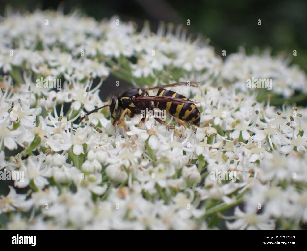 Common Aerial Yellowjacket (Dolichovespula arenaria Stock Photo - Alamy