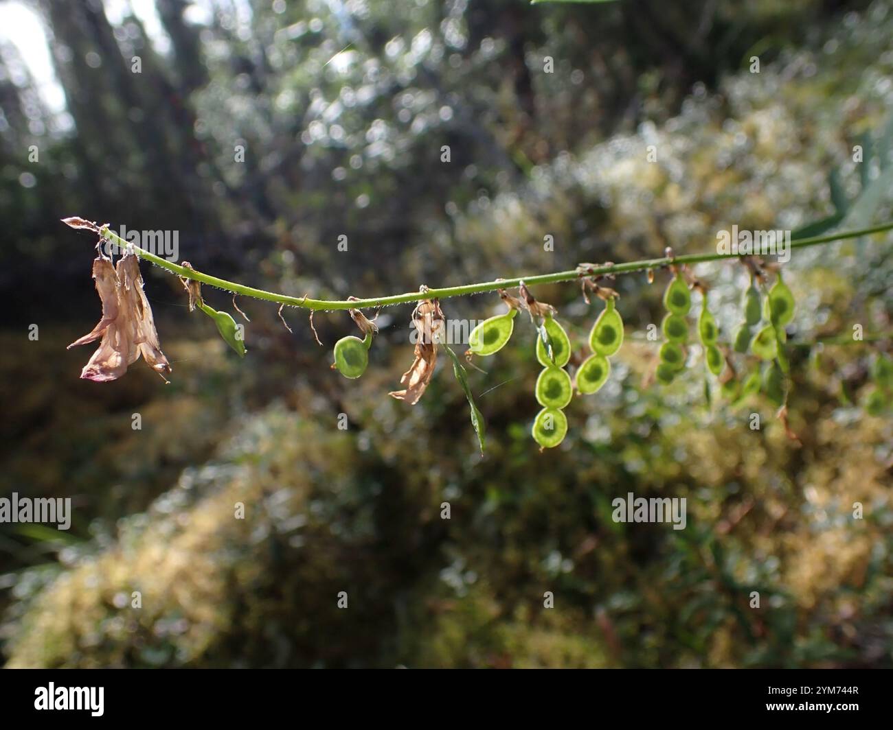 Alpine Sweet-vetch (Hedysarum alpinum Stock Photo - Alamy