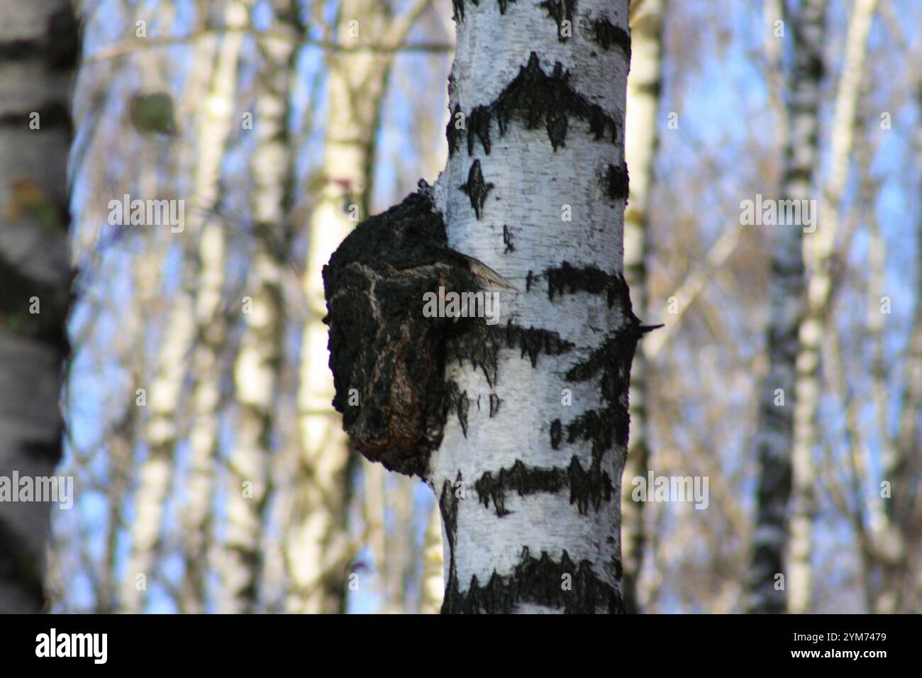 bacterial crown gall (Agrobacterium radiobacter Stock Photo - Alamy