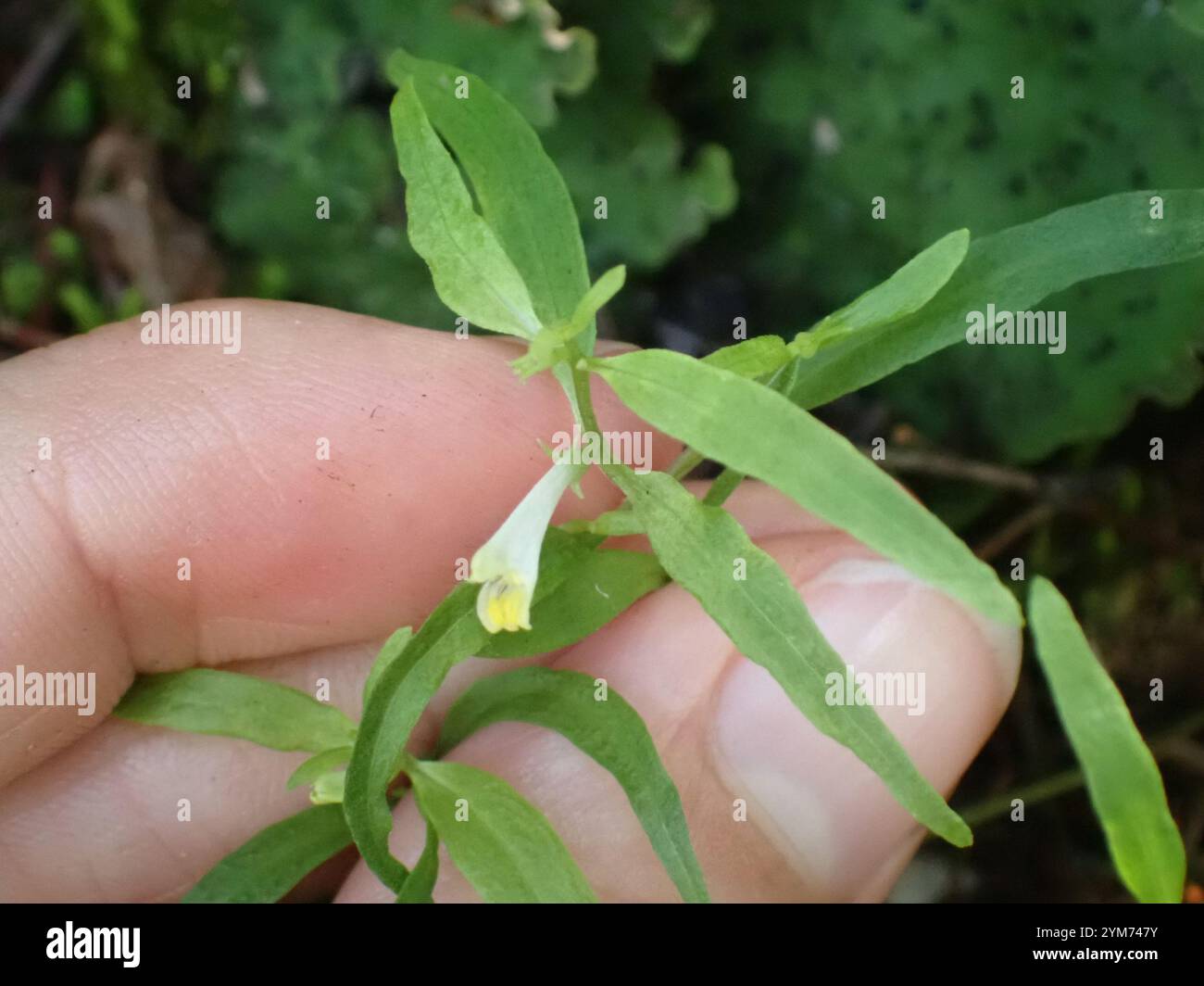 narrowleaf cow wheat (Melampyrum lineare Stock Photo - Alamy