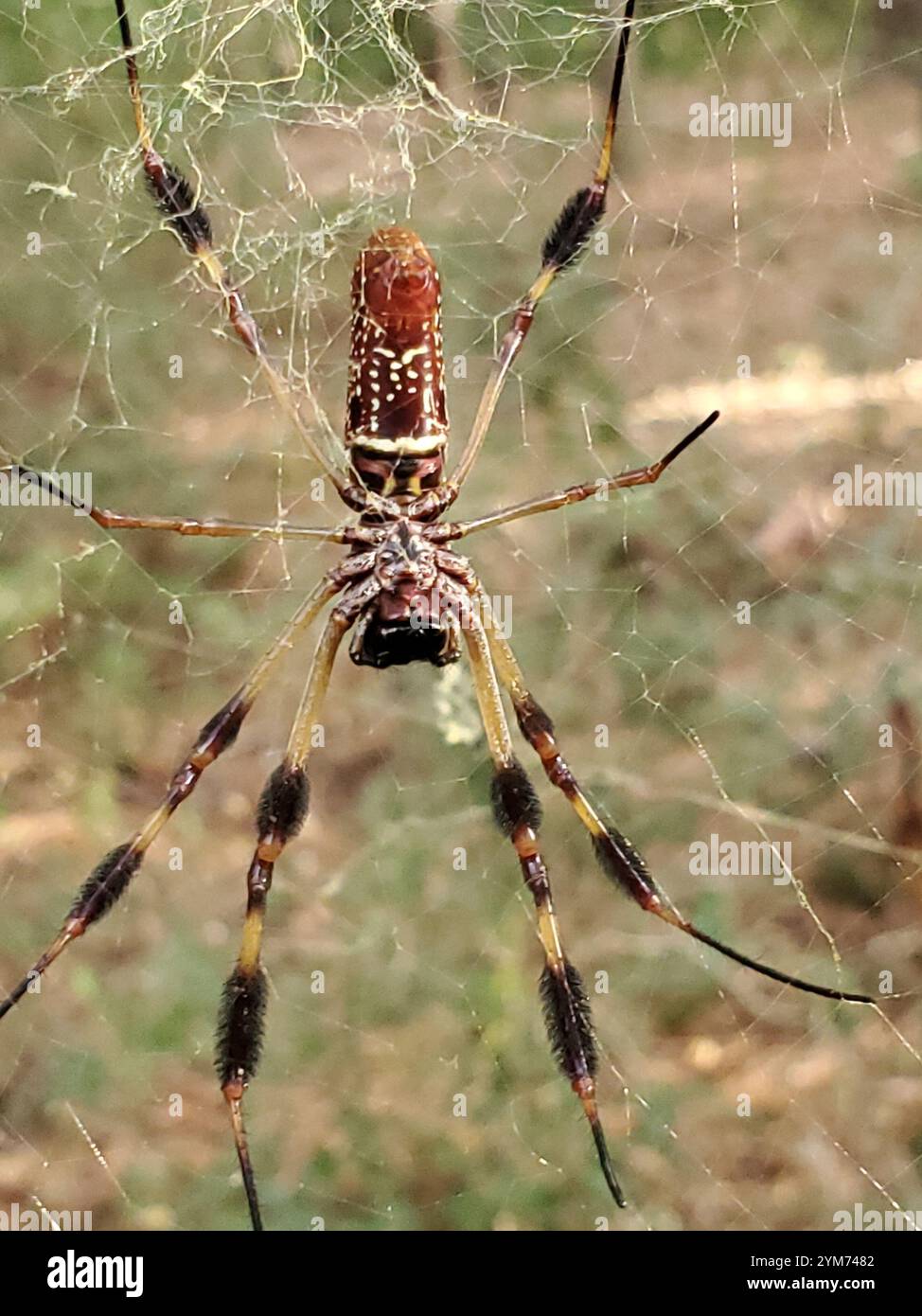 Golden Silk Spider (Trichonephila clavipes Stock Photo - Alamy