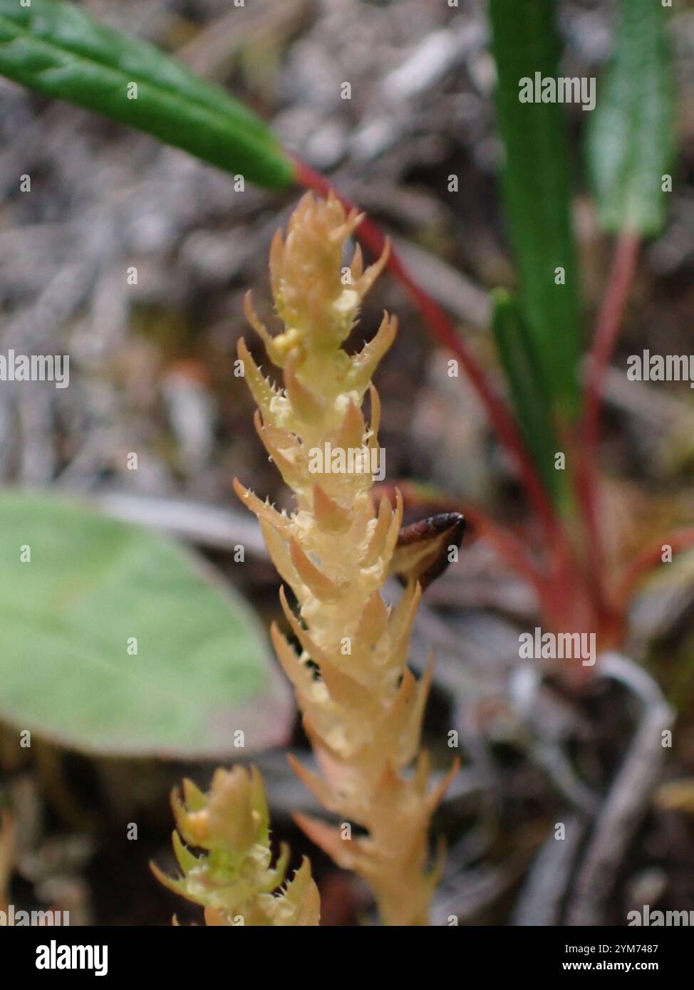 northern spikemoss (Selaginella selaginoides Stock Photo - Alamy