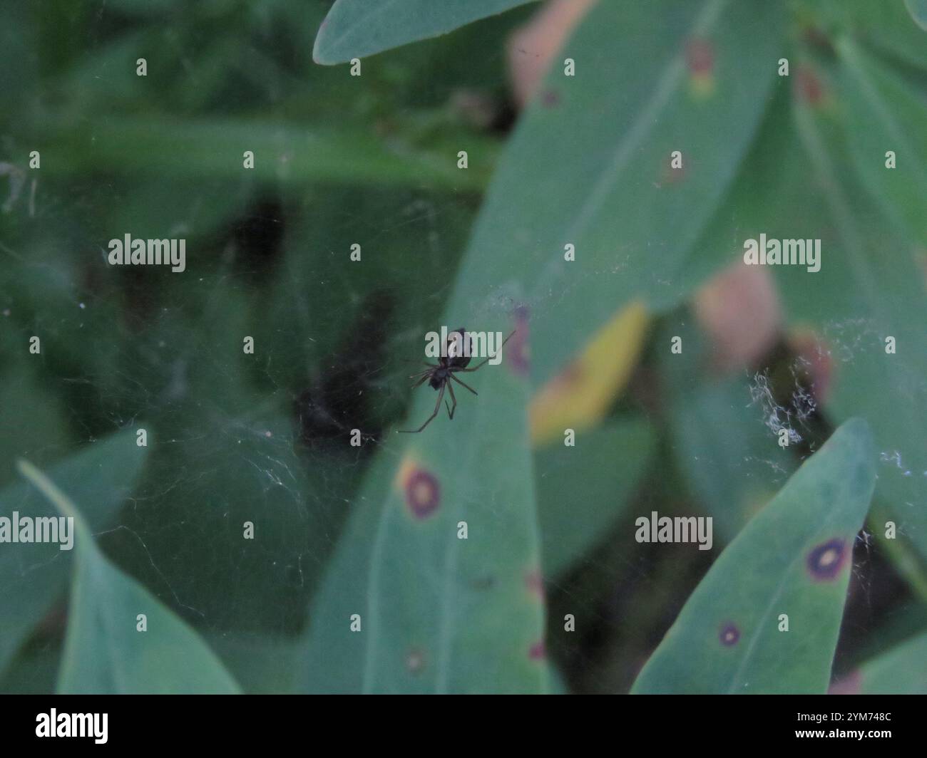 Sheetweb and Dwarf Weavers (Linyphiidae Stock Photo - Alamy